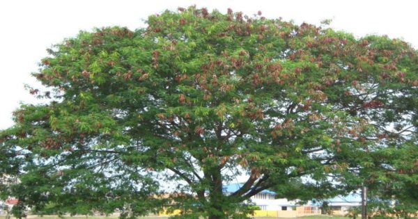 Leucena – Leucaena Leucocephala – MyBonsai.com.br