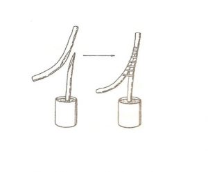 Propagação Vegetativa por Enxertia – MyBonsai.com.br