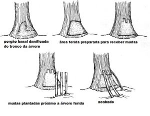 Propagação Vegetativa por Enxertia – MyBonsai.com.br