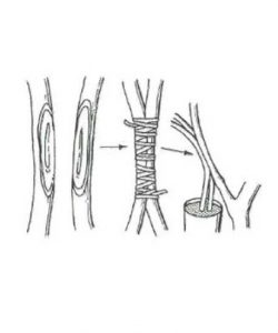 Propagação Vegetativa por Enxertia – MyBonsai.com.br