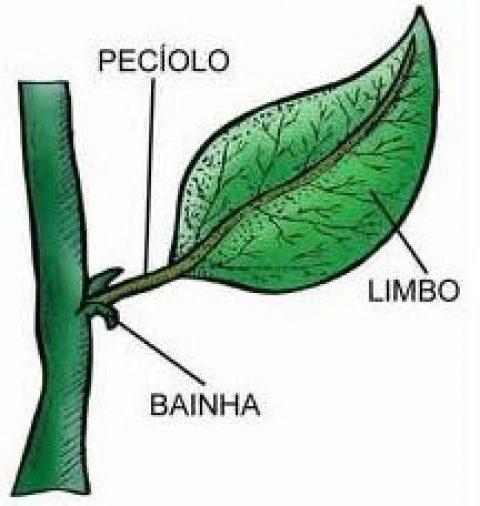 Folhas – MyBonsai.com.br