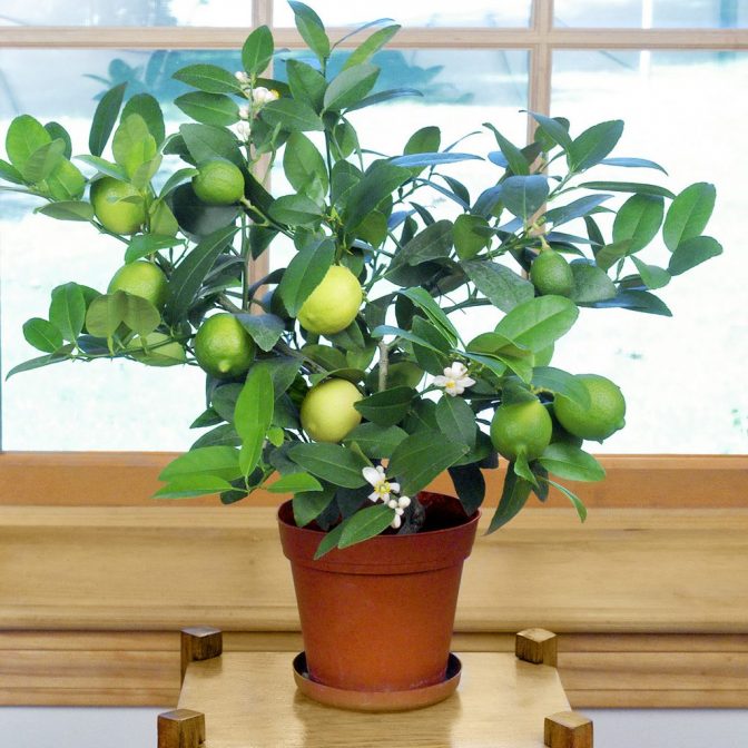 Limão Galego – Citrus aurantifolia – MyBonsai.com.br