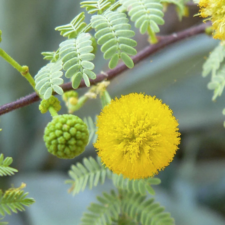Acácia – MyBonsai.com.br